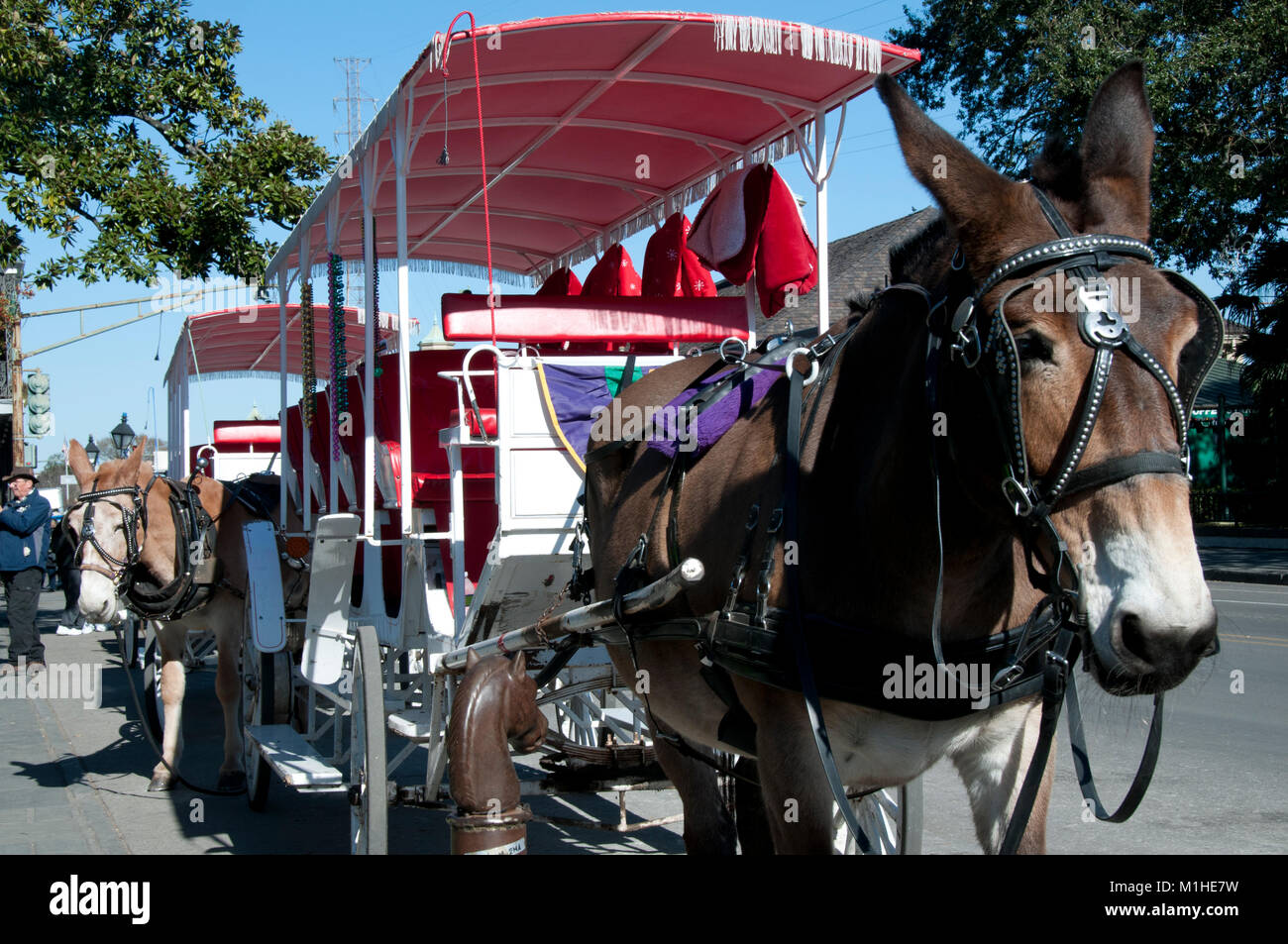 New orleans jackson square carriage hi-res stock photography and images ...