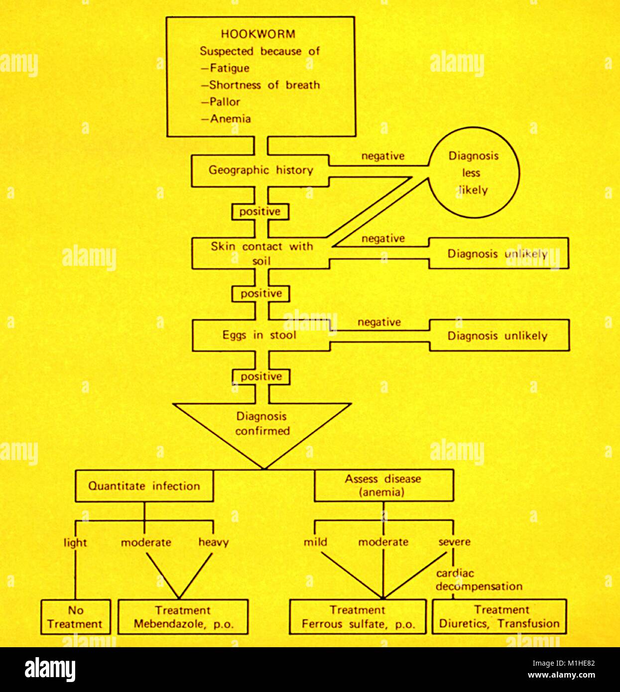 Hookworm Stock Photos & Hookworm Stock Images - Alamy