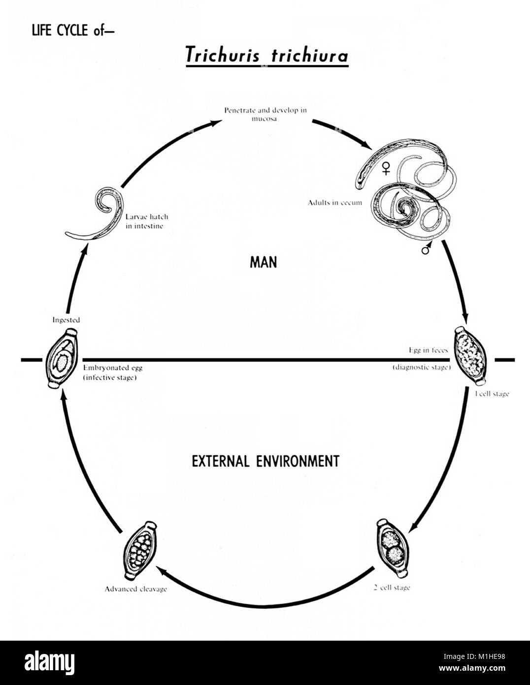 Nematode Trichuris trichiura, various stages in the life cycle ...