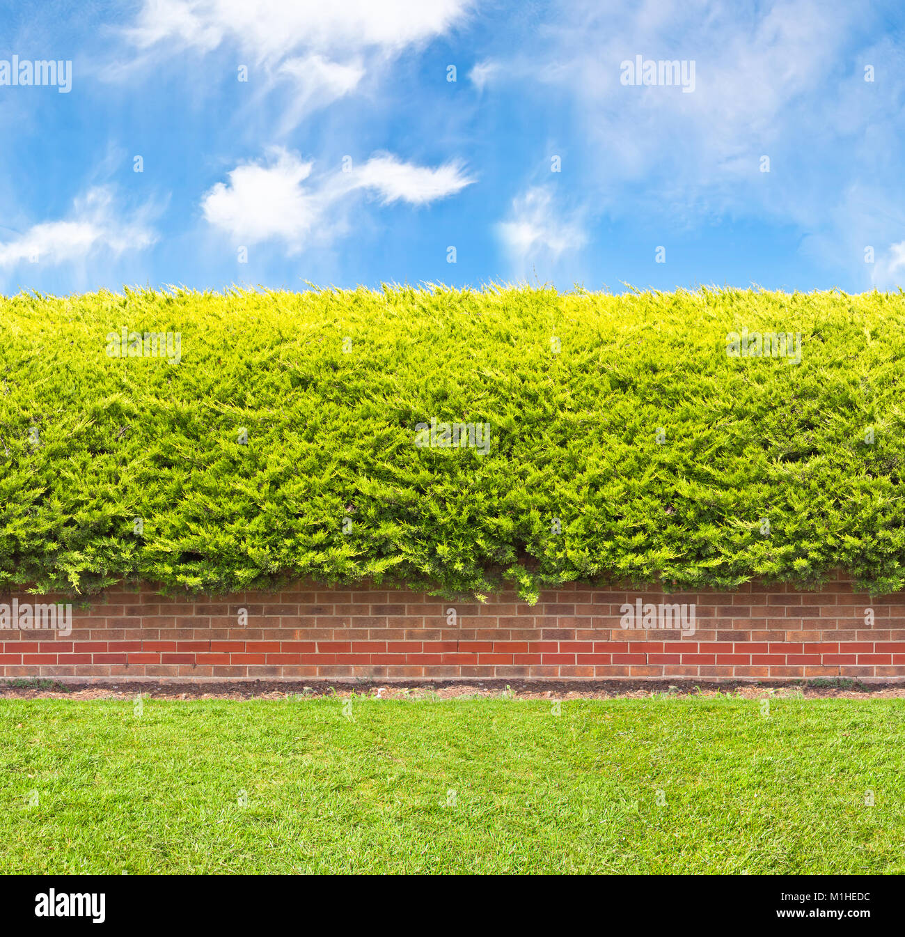 Hazel hedge hi-res stock photography and images - Alamy