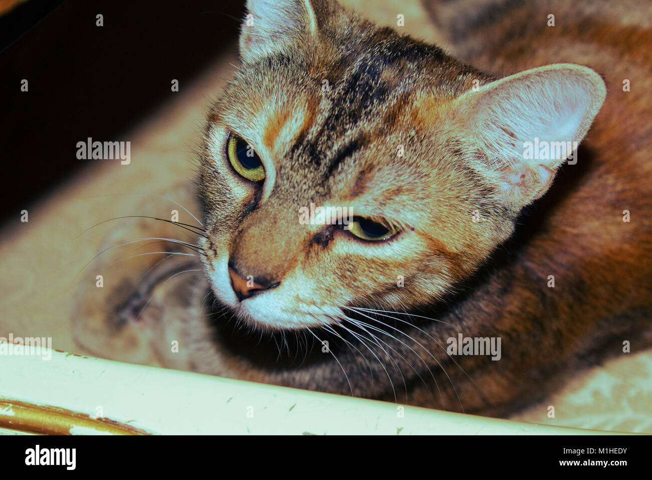 A picture of one of my cats, Gypsy Stock Photo - Alamy