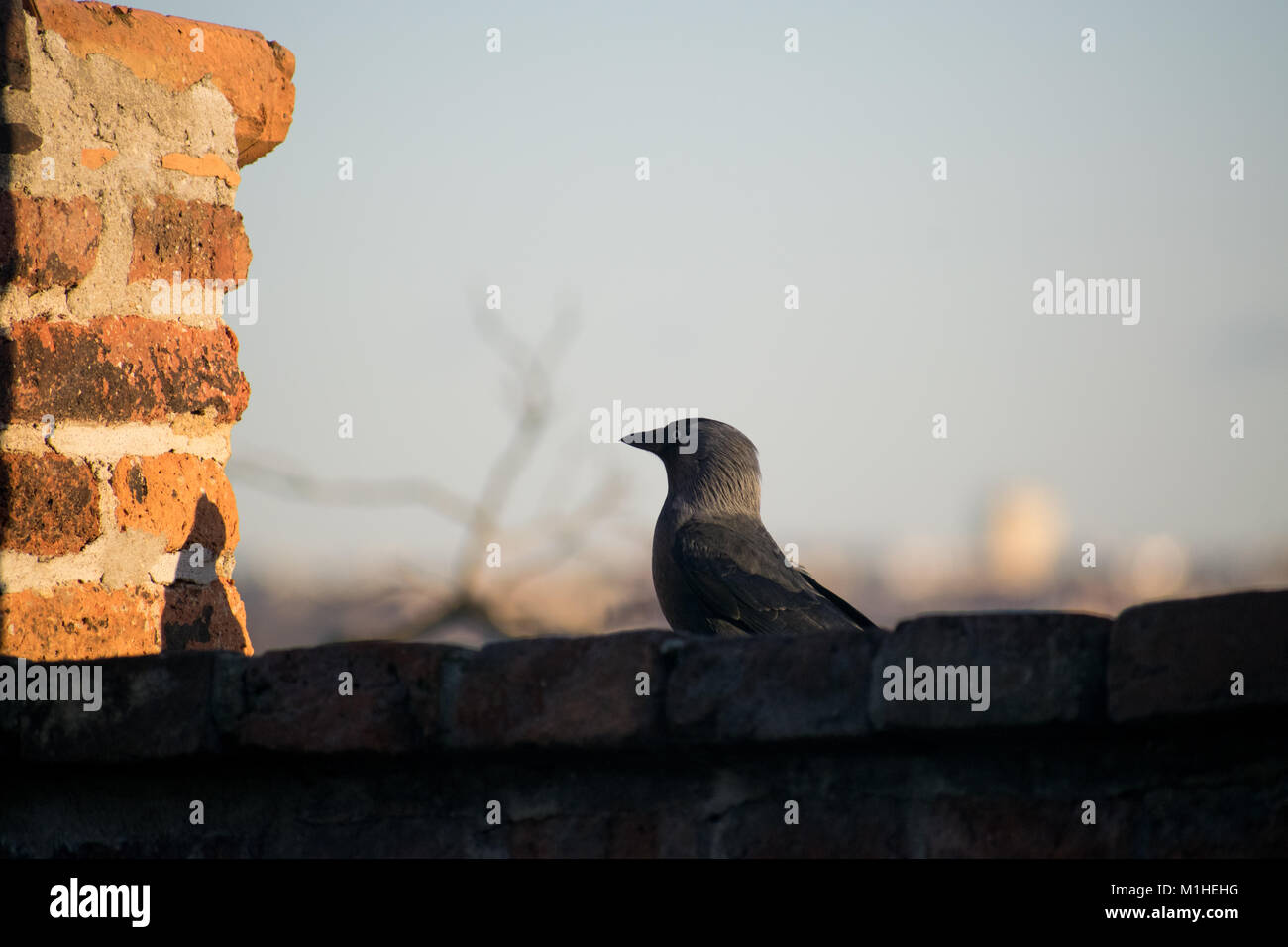 blackbird standing on a wall in sunset Stock Photo - Alamy