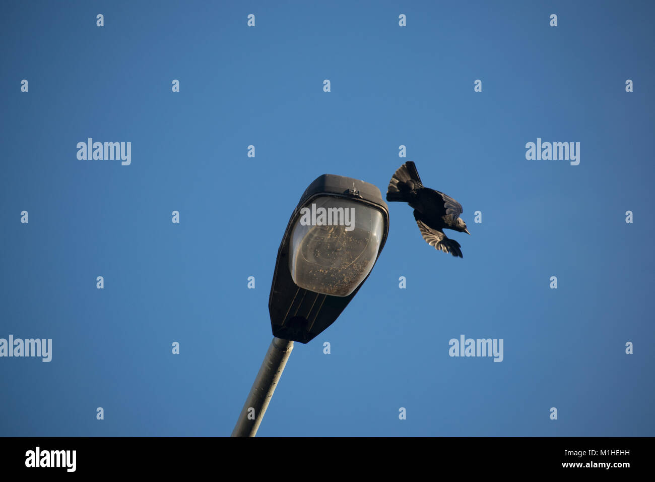 Crow taking off hi-res stock photography and images - Alamy