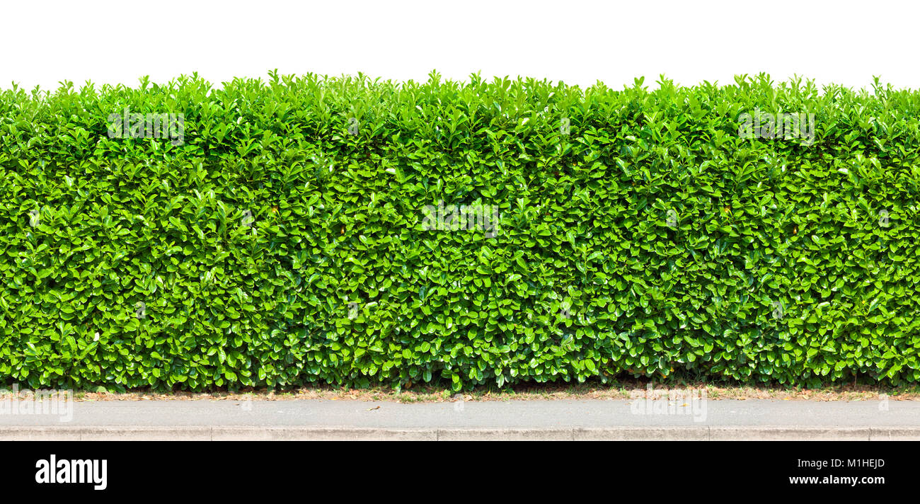 tall hedge with gravel road isolated Stock Photo - Alamy