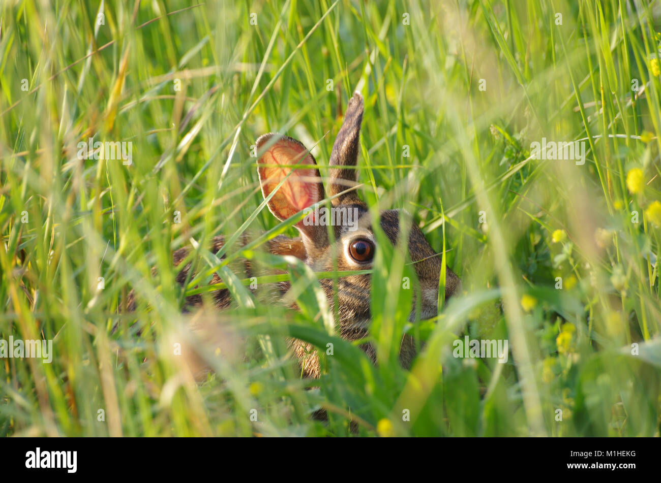 Tall bunny rabbit hi-res stock photography and images - Alamy