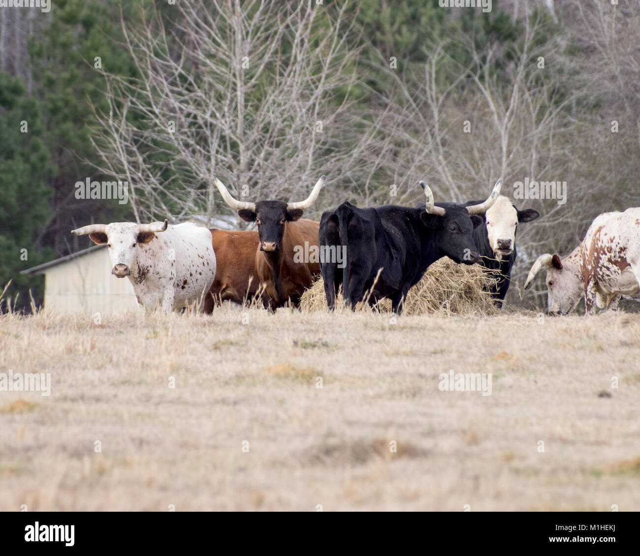 Horns of long horns hi-res stock photography and images - Alamy