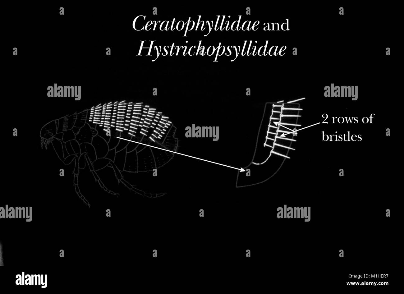 Ceratophyllidae and Hystrichopsyllidae fleas, the difference in the ...