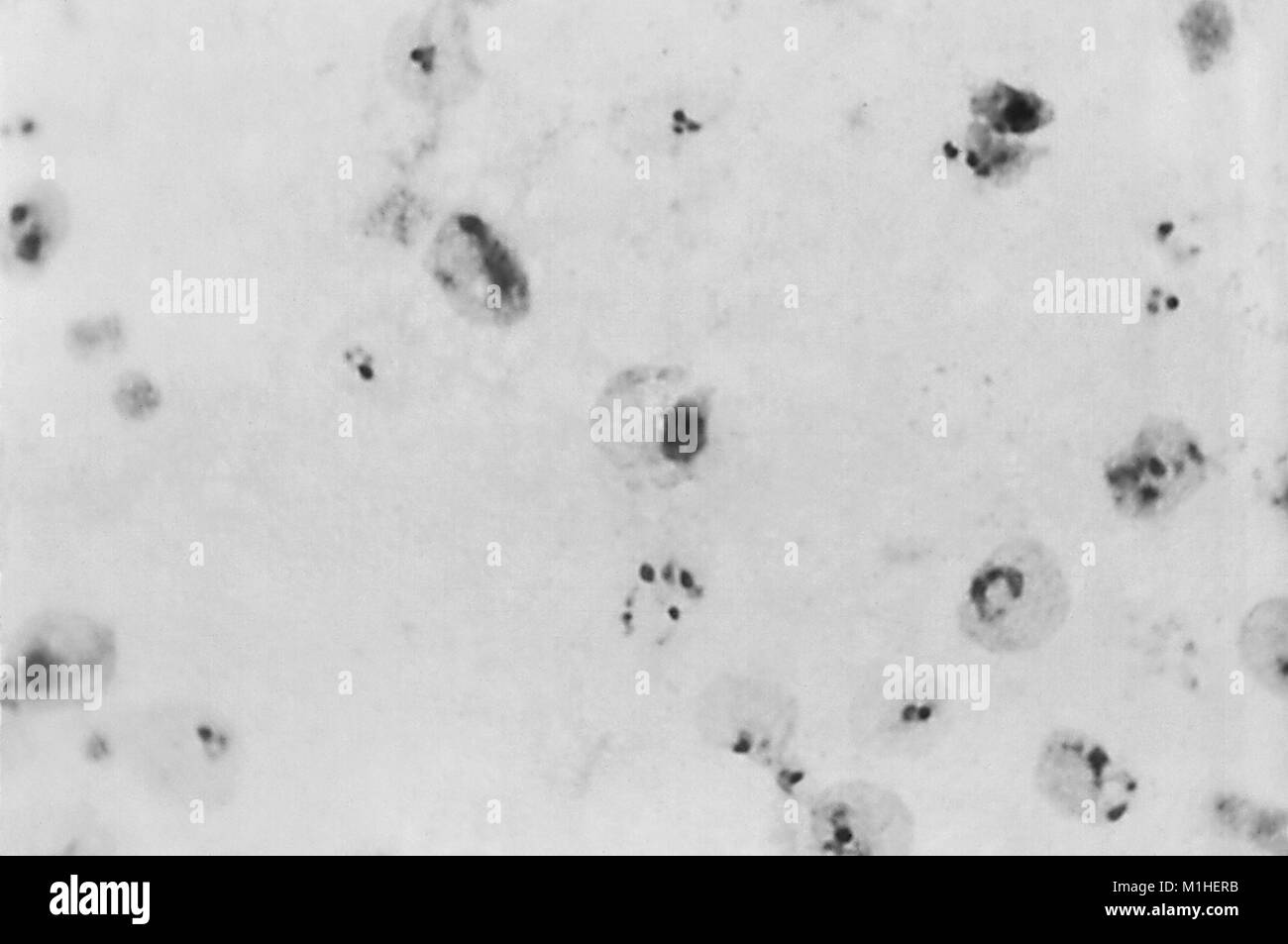 Trophozoite hi-res stock photography and images - Alamy