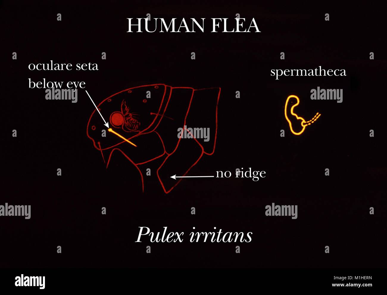 Human flea, Pulex irritans morphologic characteristics, illustration ...