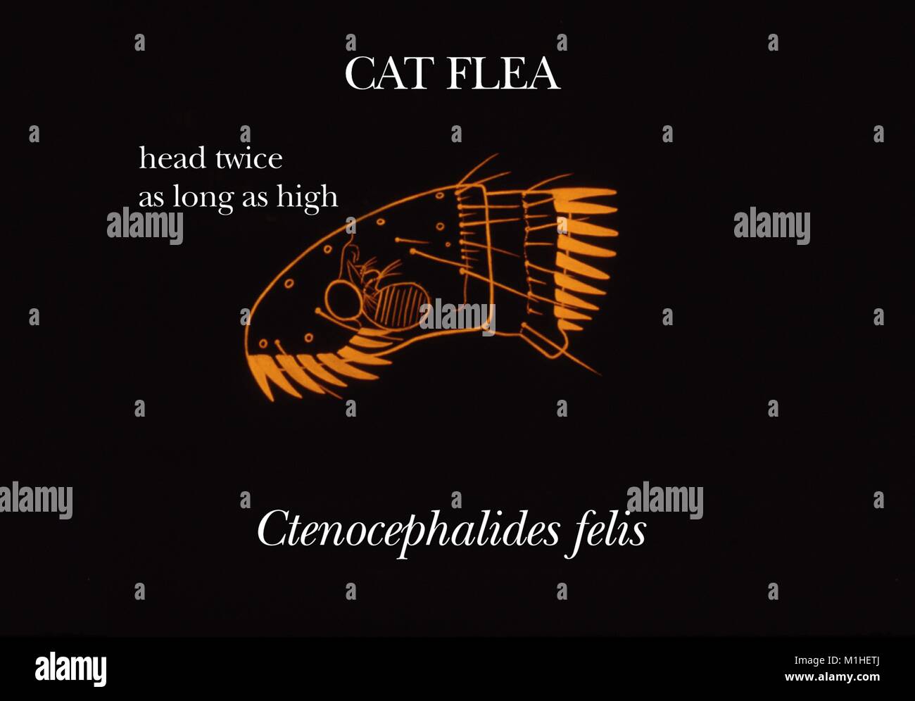 Flea anatomic features hi-res stock photography and images - Alamy