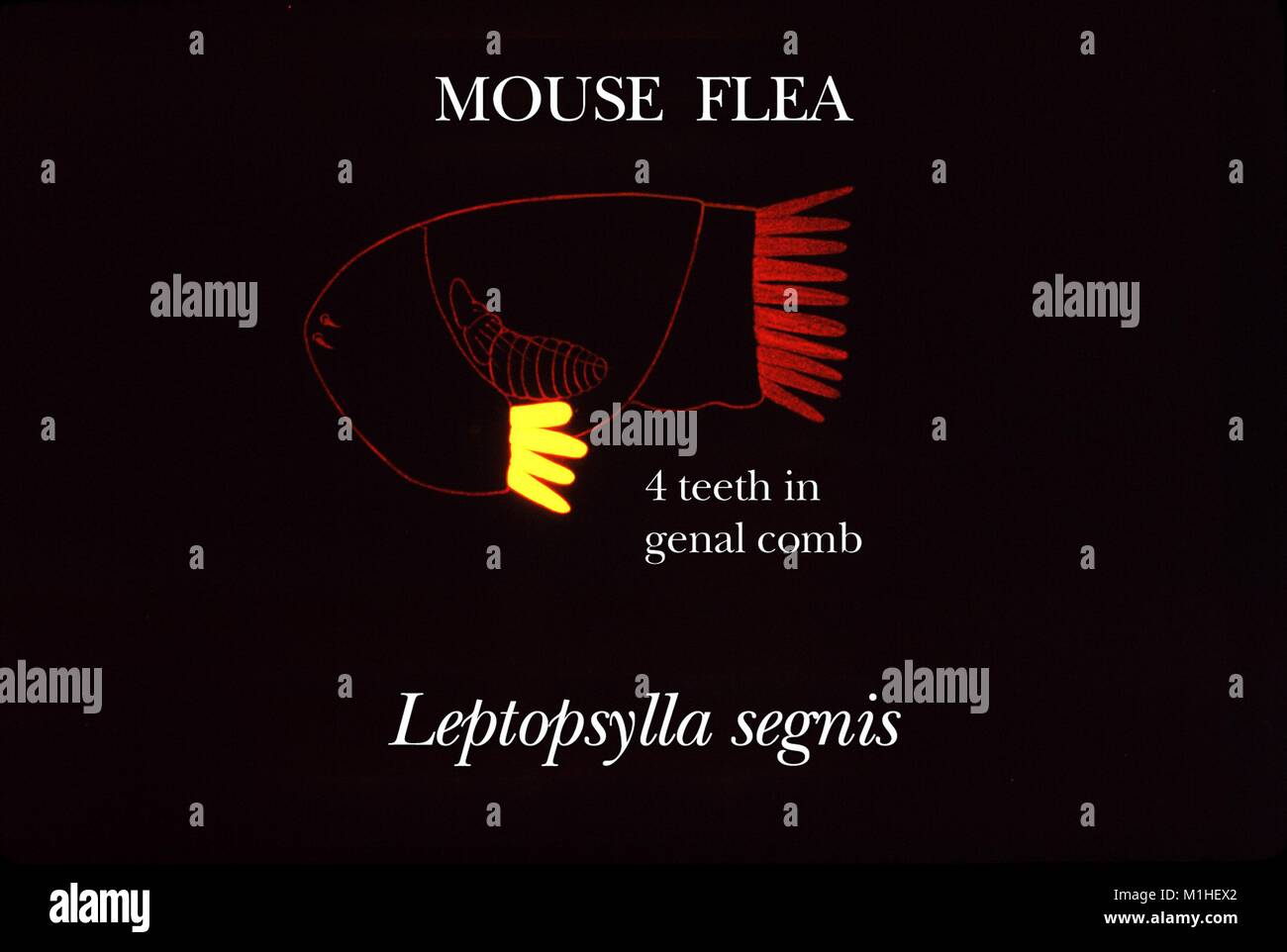 Mouse flea (Leptopsylla segnia) identifying morphologic characteristics ...