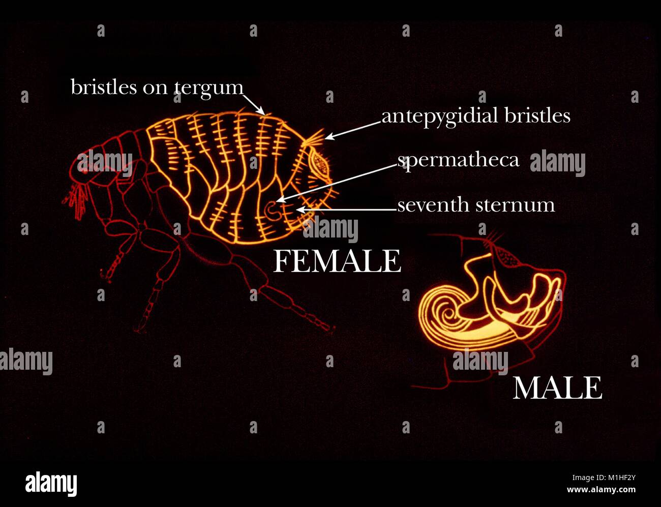 Identifying characteristics hi-res stock photography and images - Alamy