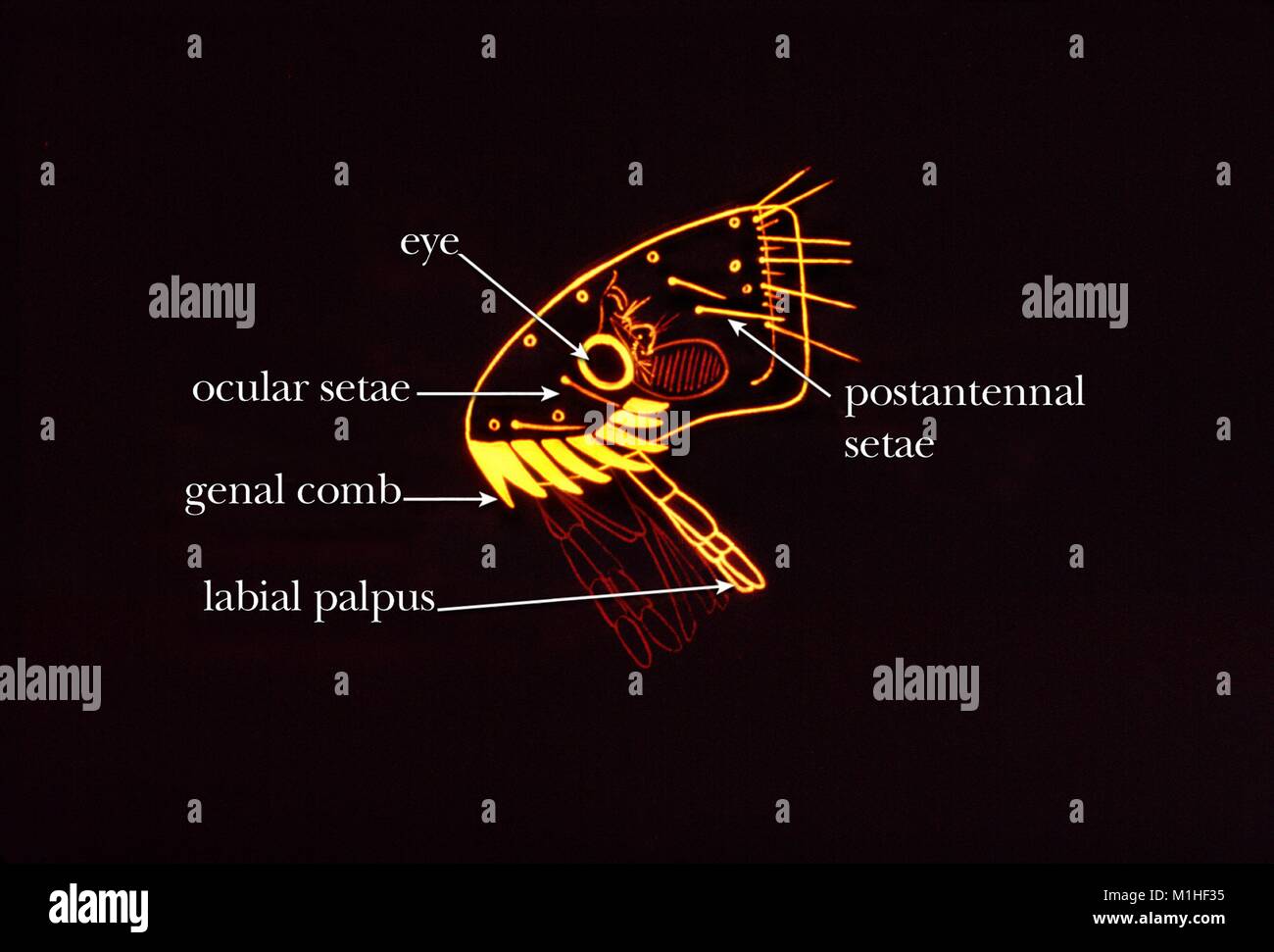 Fleas identifying morphologic features found in the head region ...