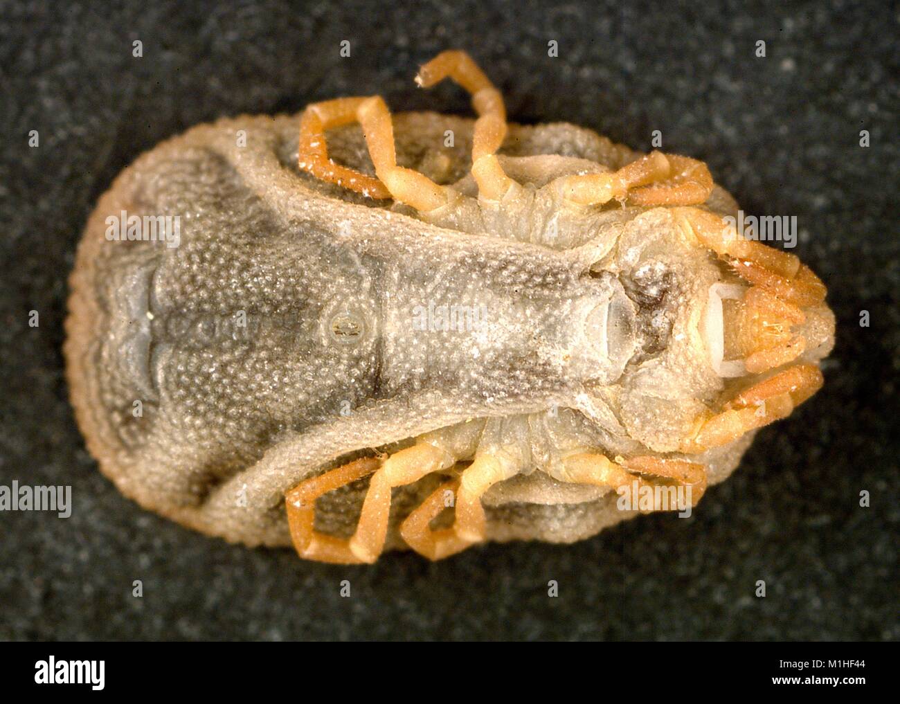 Macro photograph showing ventral view of a Bat tick (Carios kelleyi ...