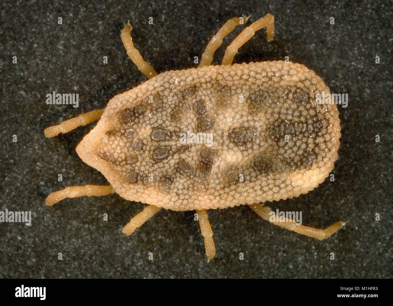 Macro photograph showing dorsal view of a Bat tick (Carios kelleyi ...