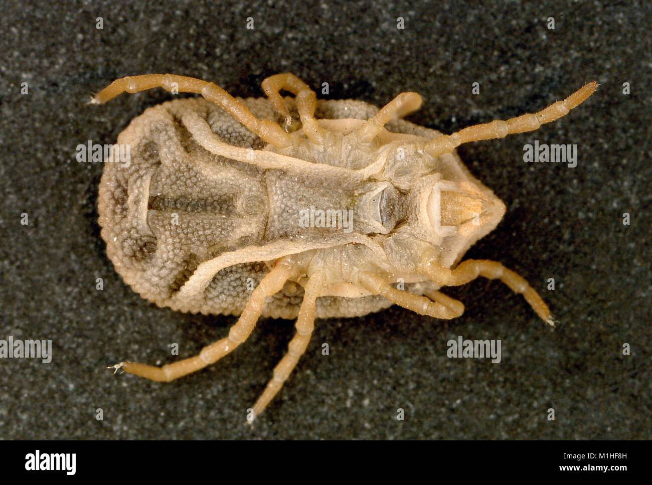 Macro photograph showing ventral view of a Bat tick (Carios kelleyi ...