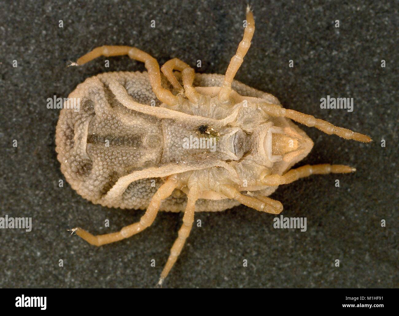 Macro photograph showing ventral view of a Bat tick (Carios kelleyi ...