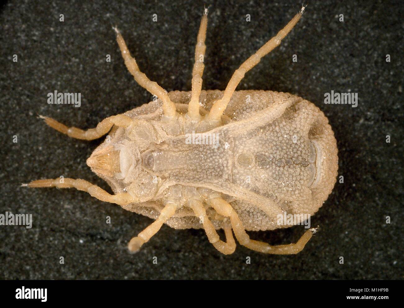 Macro photograph showing ventral view of a Bat tick (Carios kelleyi ...
