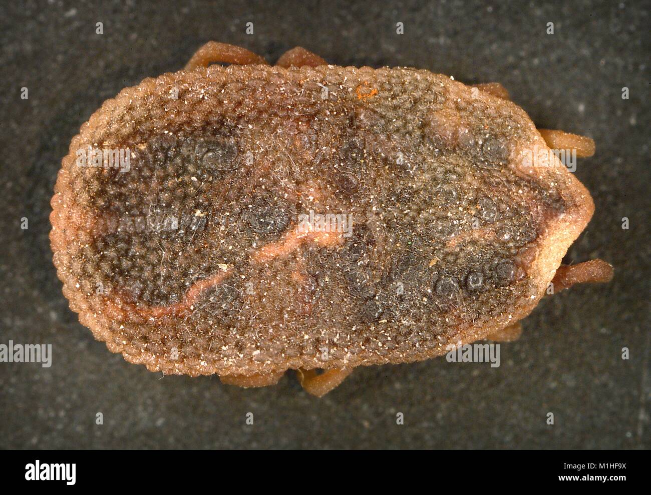 Macro photograph showing dorsal view of a Bat tick (Carios kelleyi ...
