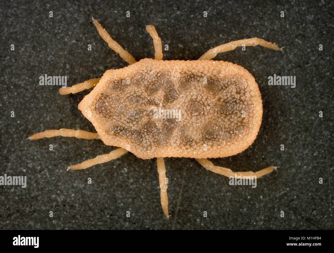 Macro photograph showing dorsal view of a Bat tick (Carios kelleyi ...