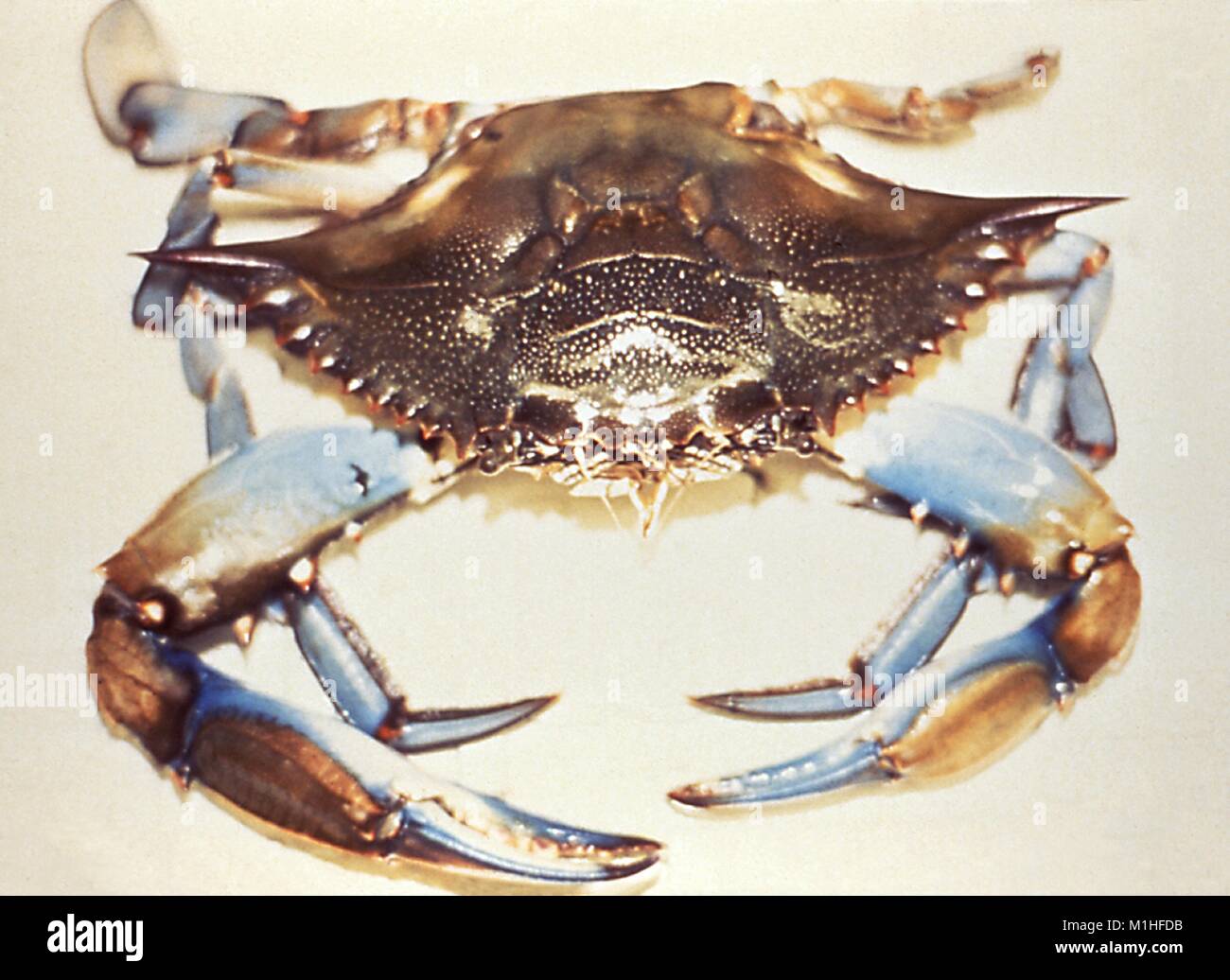 Close-up photograph of a live crab, taken indoors on a white surface ...