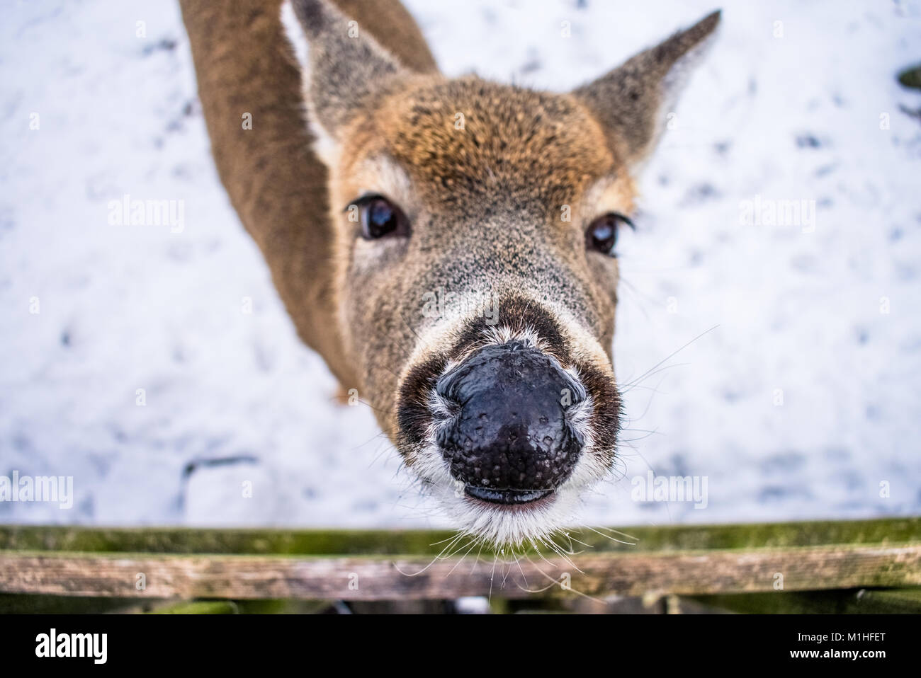 Curious roe deer doe hi-res stock photography and images - Alamy