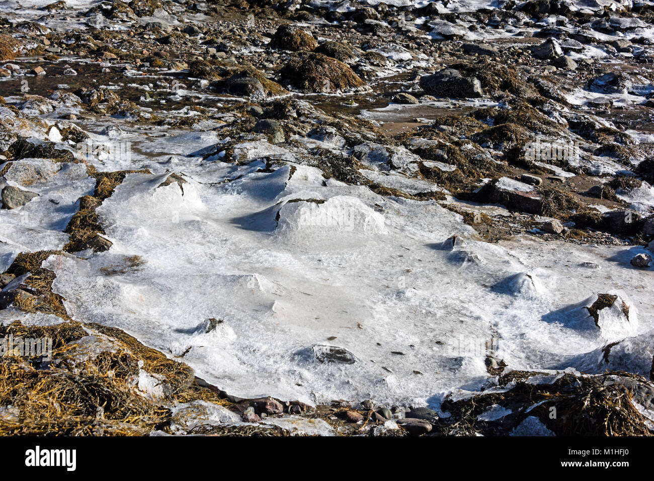 A raft of sea ice rests on a bed of rockweed at low tide, Northeast ...