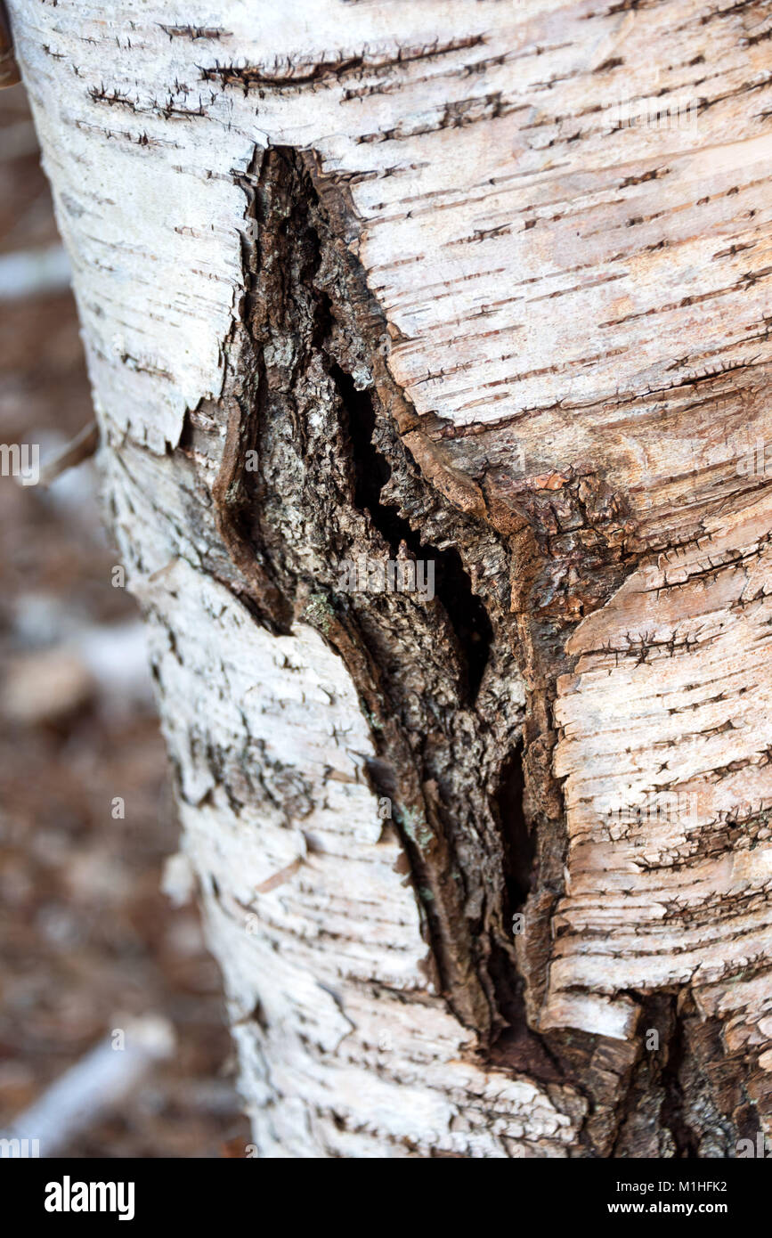 Betula papyrifera paper birch hi-res stock photography and images - Alamy