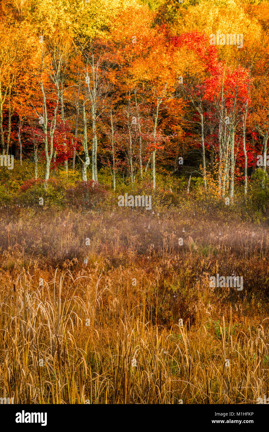 Autumn Foliage Norfolk, Connecticut, USA Stock Photo - Alamy
