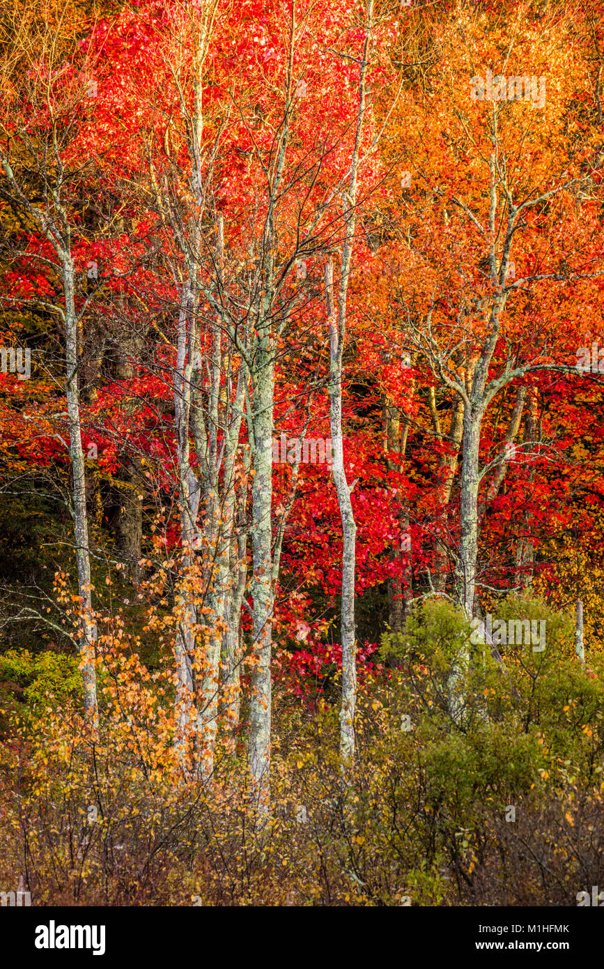 Autumn Foliage Norfolk, Connecticut, USA Stock Photo - Alamy