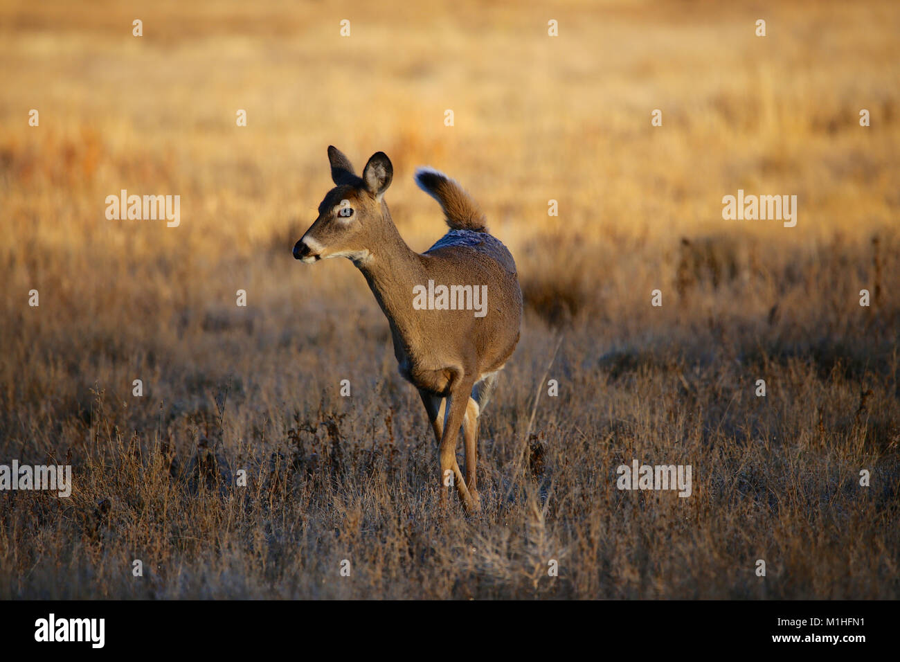 White-tailed deer doe alone on open range in Colorado Stock Photo - Alamy