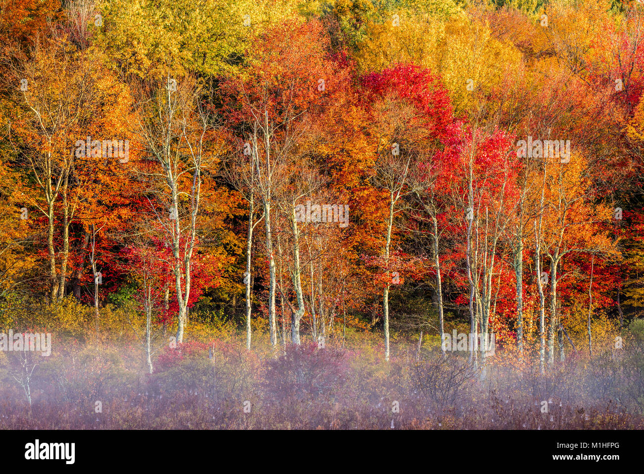 Autumn Foliage Norfolk, Connecticut, USA Stock Photo - Alamy