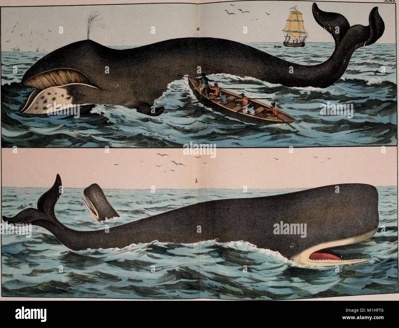 Bowhead whale mouth hi-res stock photography and images - Alamy