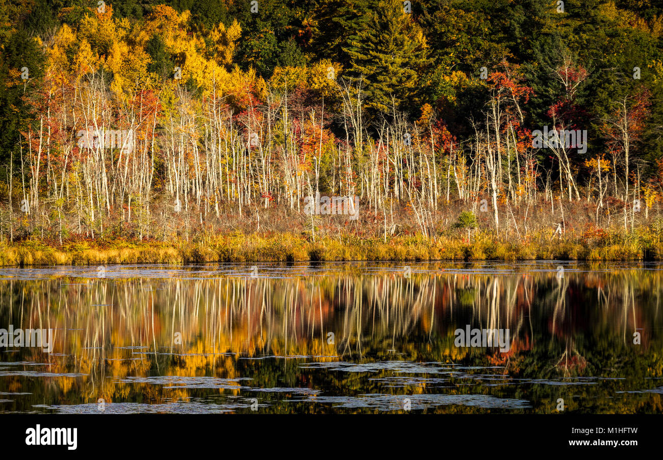 Autumn Foliage Norfolk, Connecticut, USA Stock Photo - Alamy