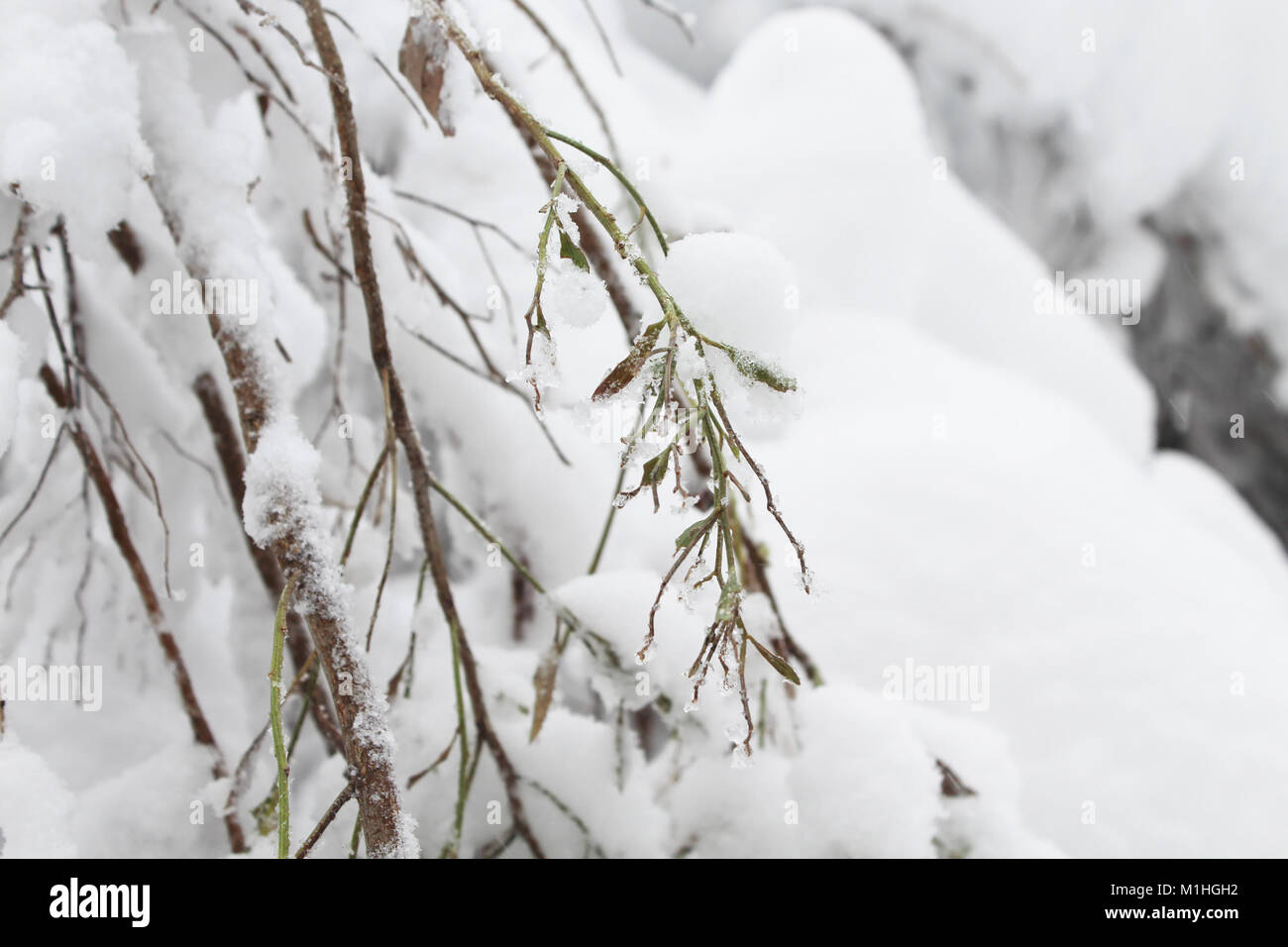 Snow flake ice hi-res stock photography and images - Alamy