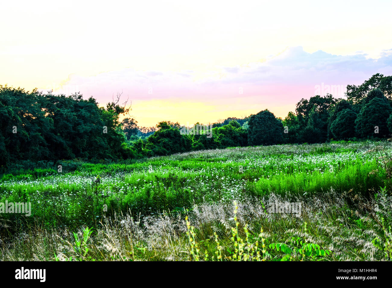 Beautiful Open Meadow Stock Photo - Alamy