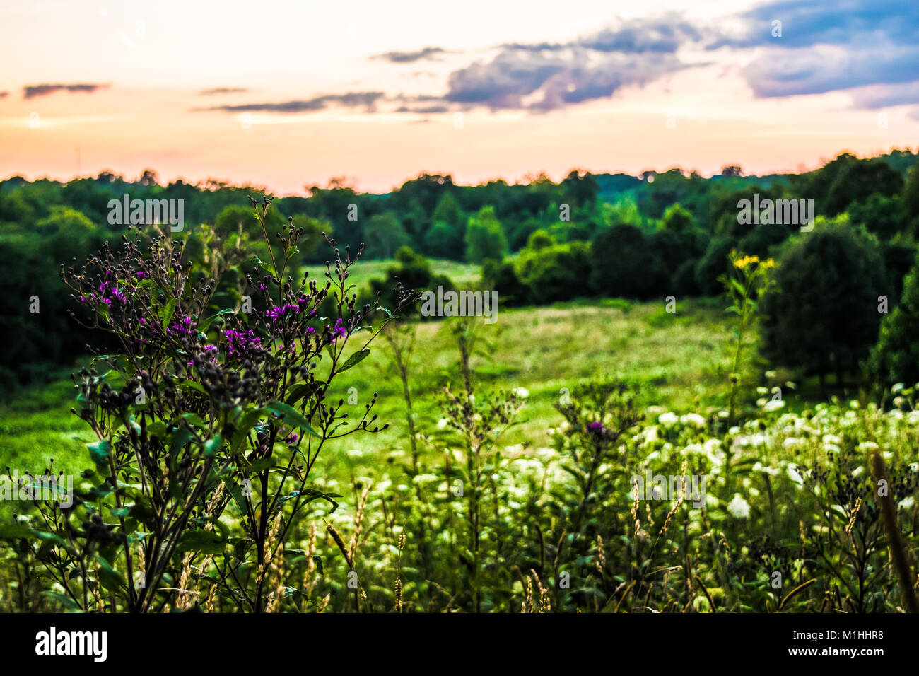 Beautiful Open Field Stock Photo - Alamy
