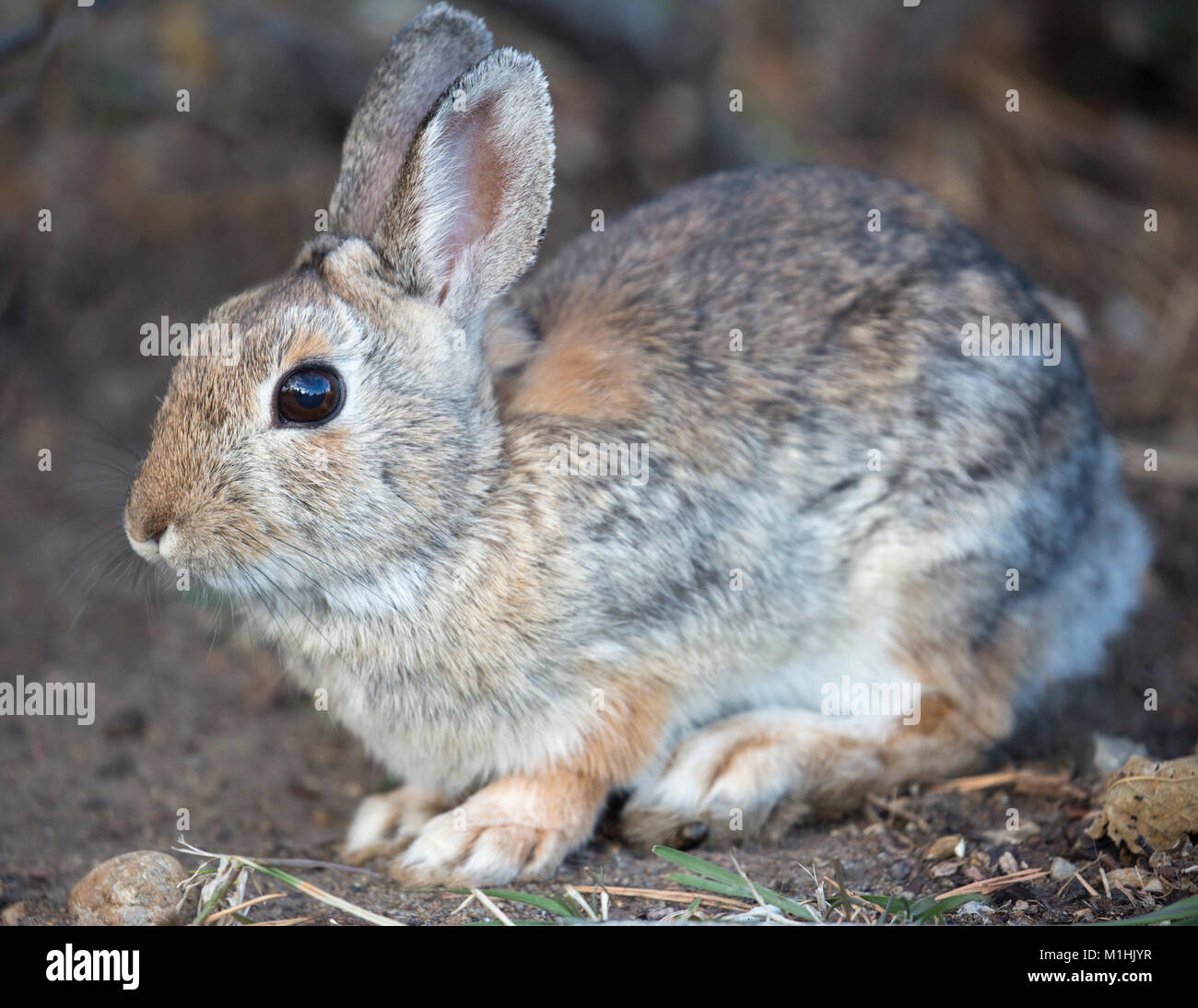 Nuttall's cottontail (Sylvilagus nuttallii), Midland Provincial Park ...