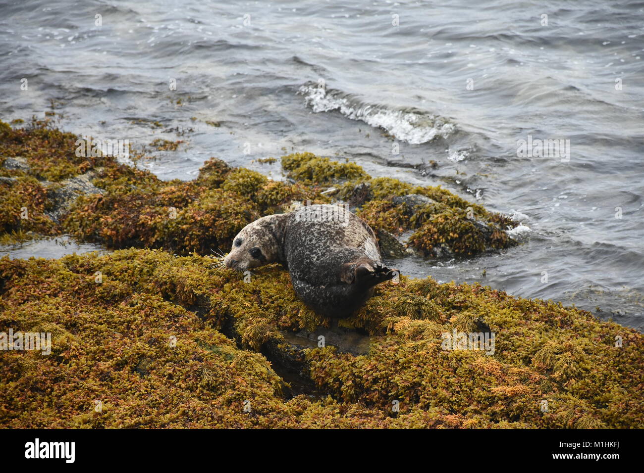 Seal resting hi-res stock photography and images - Alamy
