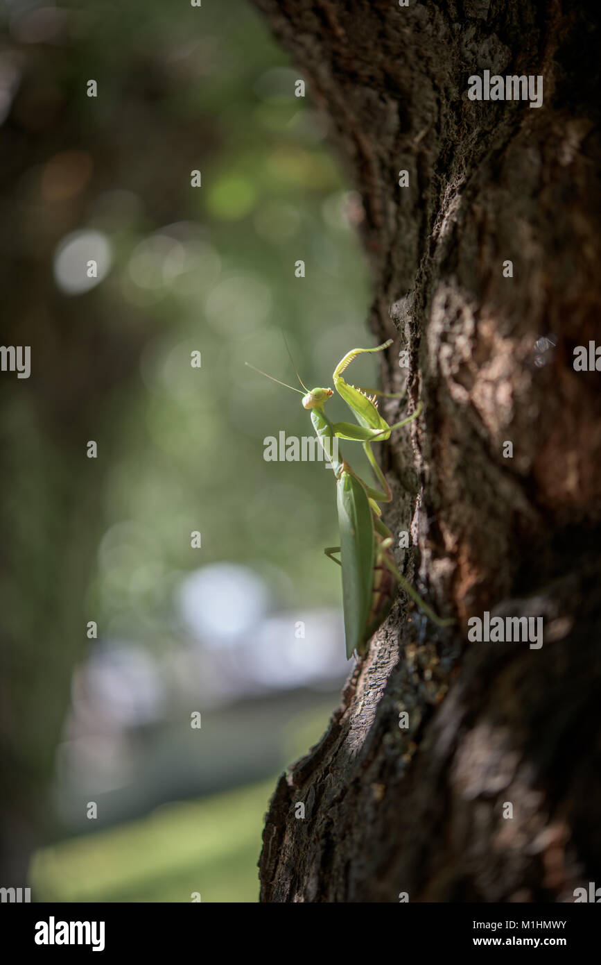 Big praying mantis hi-res stock photography and images - Alamy