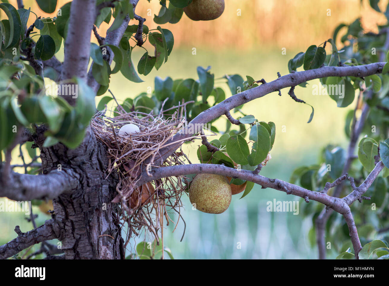 Cardinal nest hi-res stock photography and images - Alamy