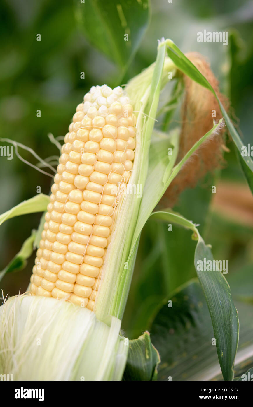 Sweetcorn growing garden High Resolution Stock Photography and Images ...