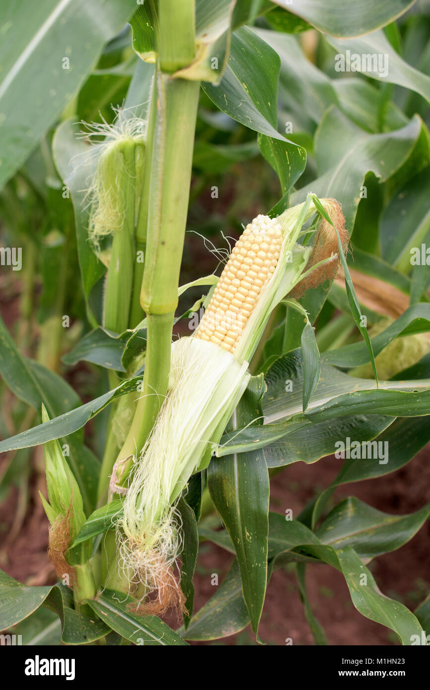 Growing sweet corn hi-res stock photography and images - Alamy