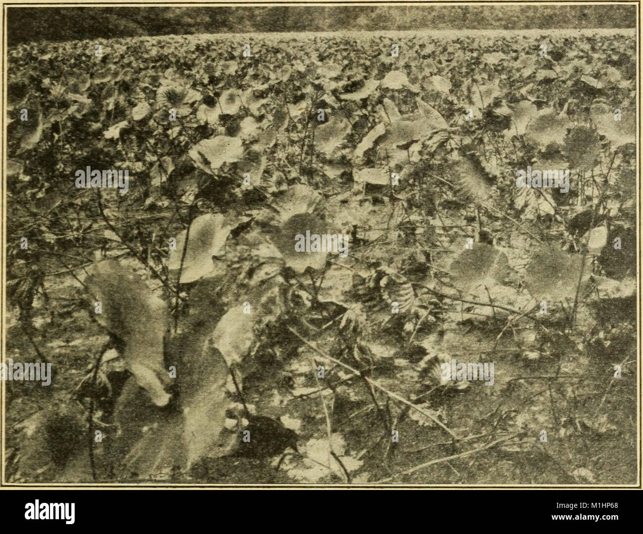 This 1926 study explores the use of airplanes for spraying insecticides ...
