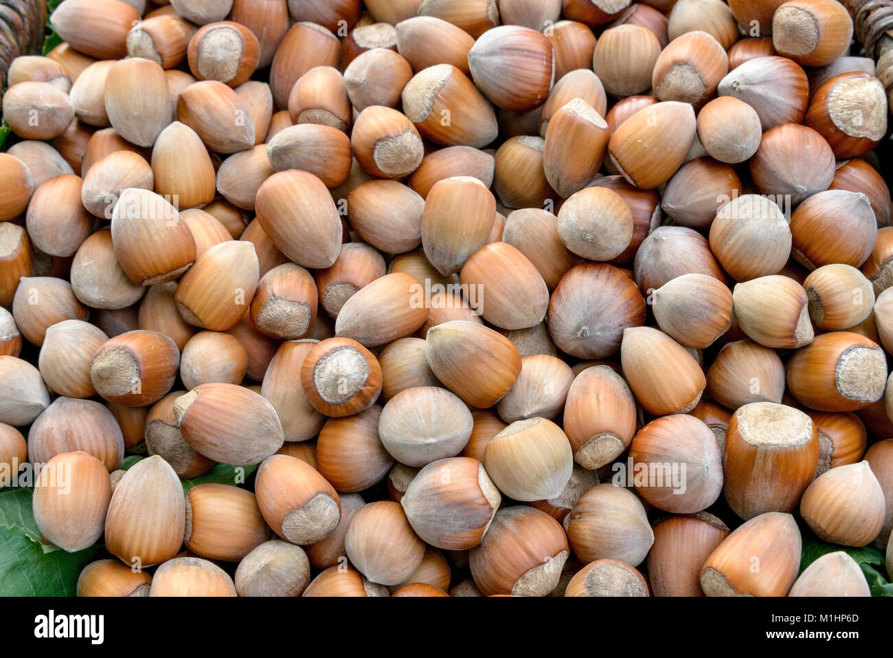 Hazelnut varieties hi-res stock photography and images - Alamy