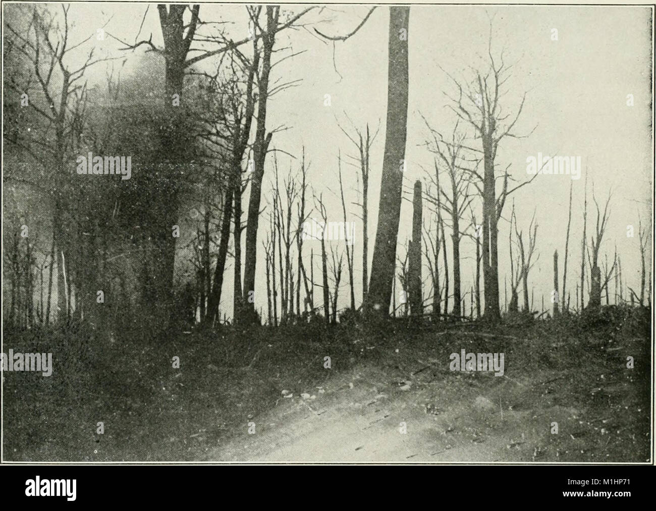 'American Forestry' (1910-1923) covers advancements in forestry ...