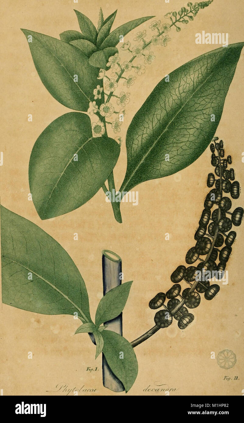 Plants used in traditional native american medicine hi-res stock ...