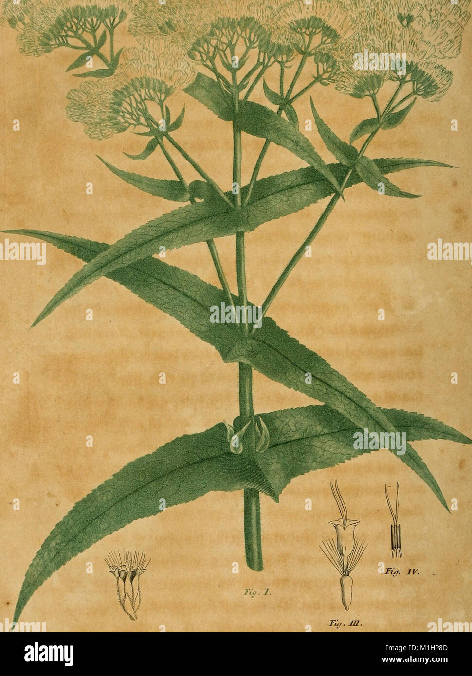 This work on American medical botany catalogs native medicinal plants ...