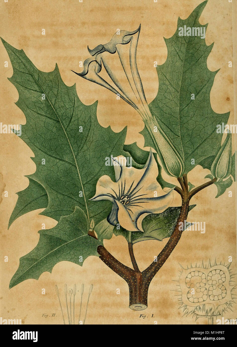 American medical botany, being a collection of the native medicinal ...