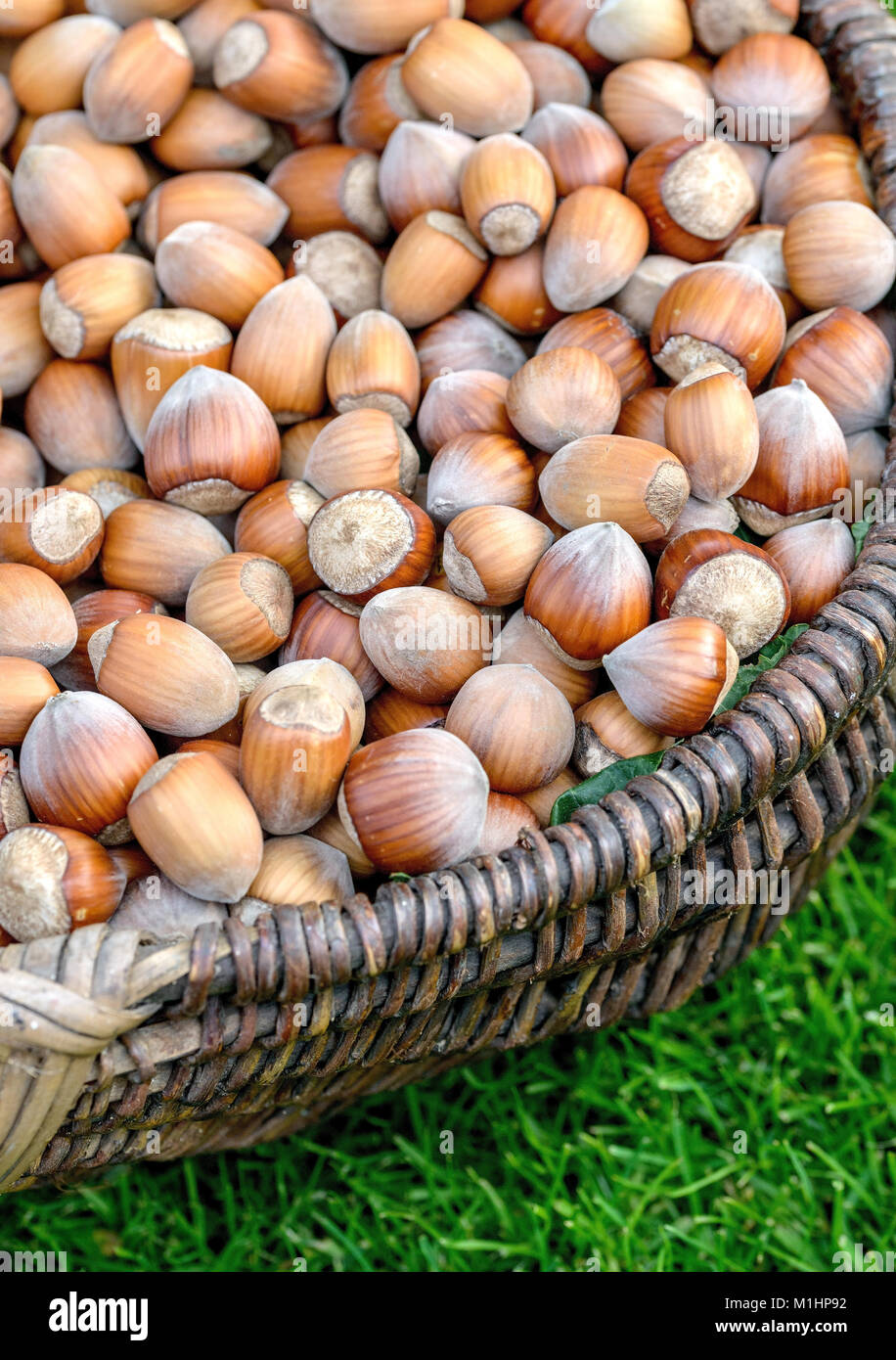 Hazel (Corylus spp. in varieties), Haselnuss (Corylus in Sorten Stock ...